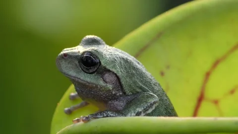 Squirrel Tree Frog inside of Carnivorous... | Stock Video | Pond5