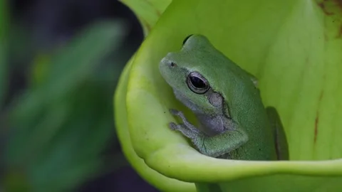 Squirrel Tree Frog inside of Carnivorous... | Stock Video | Pond5