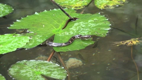 Sri Lankan Keelback Water Snake lay on g... | Stock Video | Pond5