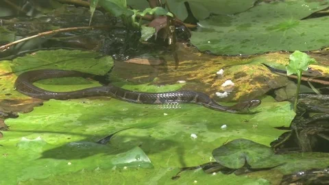 Sri Lankan Keelback Water Snake lay on g... | Stock Video | Pond5