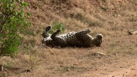 Sri Lanka Leopard Stock Video Footage | Royalty Free Sri Lanka Leopard ...