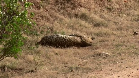 Sri Lanka Leopard Stock Video Footage | Royalty Free Sri Lanka Leopard ...