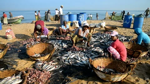 Sri Lankan women doing gutting of the fi... | Stock Video | Pond5