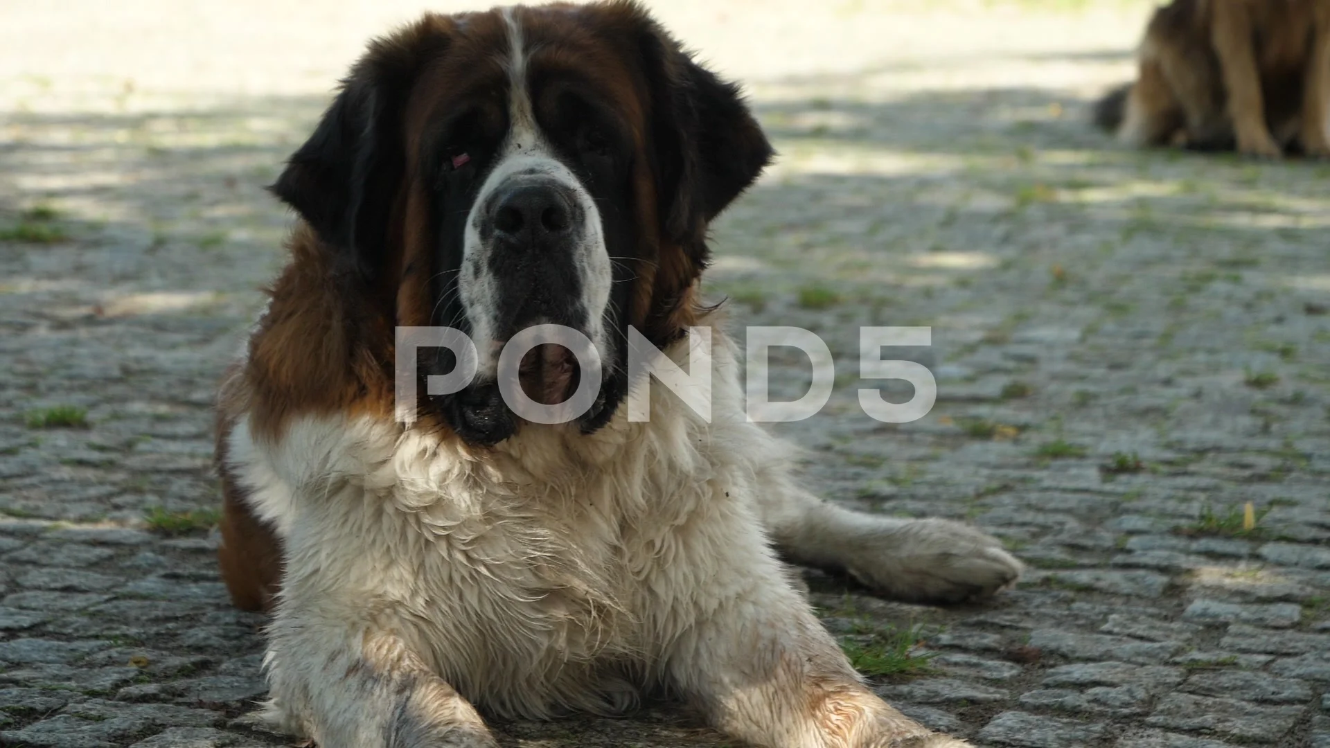 Cute St Bernard Puppies