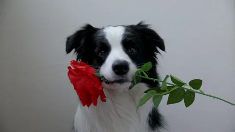 Flower Border Portrait Stock Videos – Royalty-Free HD & 4K Videos