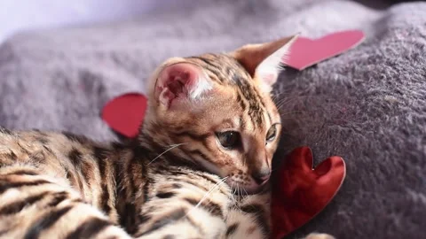 Video Valentnes Day Stock Videos – Royalty-Free HD & 4K Videos | Pond5