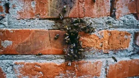 Stacked active hives moving on the brick... | Stock Video | Pond5