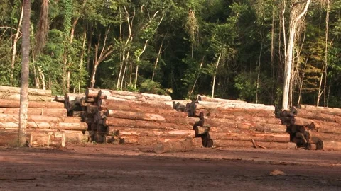Stacks of logs in the Amazon rainforest ... | Stock Video | Pond5