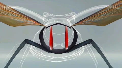 Stag Beetle Sound Stock Video Footage | Royalty Free Stag Beetle Sound ...