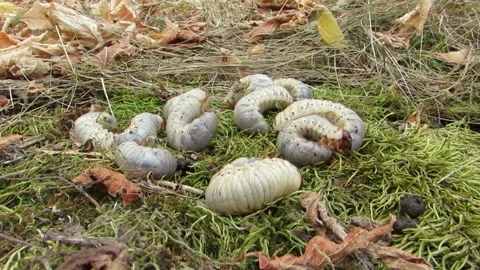 Stag beetle larvae large larvae white la... | Stock Video | Pond5