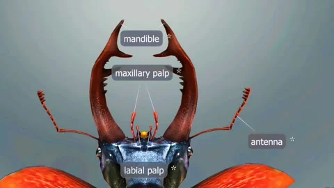 Stag beetle mouth anatomy | Stock Video | Pond5