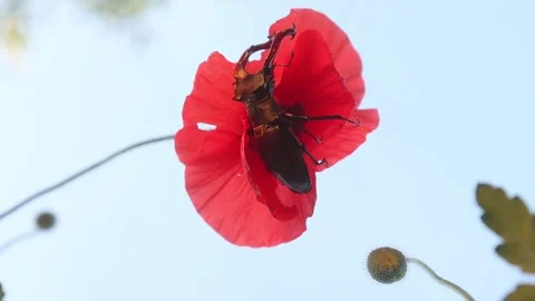 stag beetle sitting on red poppy slow mo... | Stock Video | Pond5