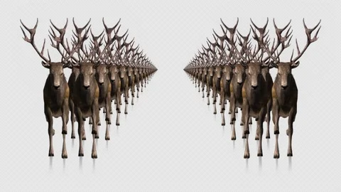 Stag Deer running front side decor isola... | Stock Video | Pond5