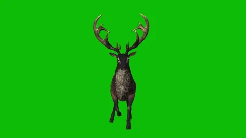 Deer Green Screen Stock Footage ~ Royalty Free Stock Videos | Pond5