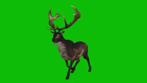 Animals Green Screen Deer Stock Footage ~ Royalty Free Stock Videos | Pond5