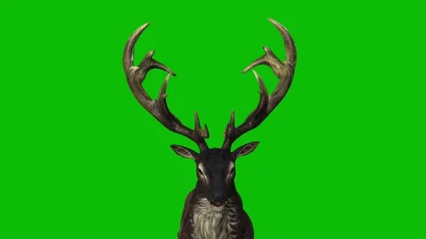 Animals Green Screen Deer Stock Footage ~ Royalty Free Stock Videos | Pond5