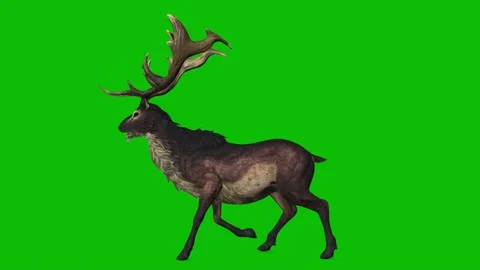 Animals Green Screen Deer Stock Footage ~ Royalty Free Stock Videos | Pond5