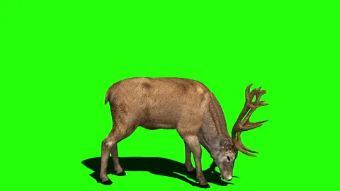Deer Green Screen Stock Footage ~ Royalty Free Stock Videos | Pond5