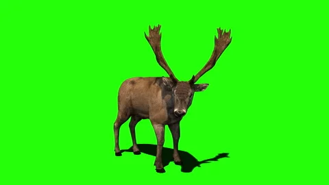 Green Screen Deer Stock Video Footage | Royalty Free Green Screen Deer ...