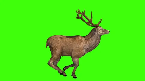 Green Screen Deer Stock Video Footage | Royalty Free Green Screen Deer ...
