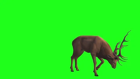 Green Screen Deer Stock Video Footage | Royalty Free Green Screen Deer ...