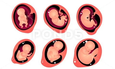Stages of embryo development in womb vector illustration: Royalty Free ...