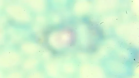 Hd ]S Stock Videos – Royalty-Free HD & 4K Videos