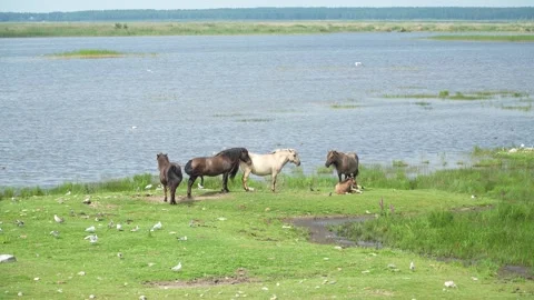 Stallion Breeding Mare in Park with Lake... | Stock Video | Pond5