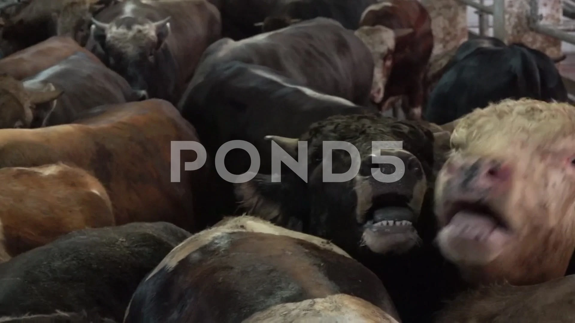 Cattle Stampede Sketch