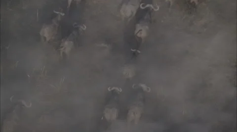 Buffalo Stampede Stock Video Footage | Royalty Free Buffalo Stampede ...