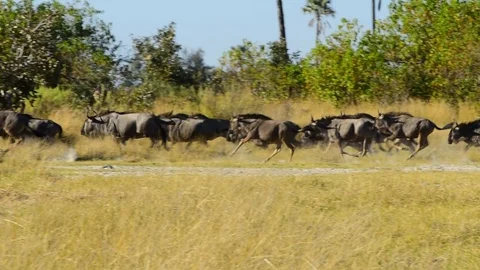Stampeding wildebeest running at full ti... | Stock Video | Pond5