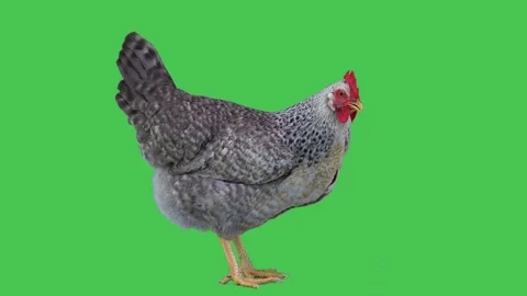 Chicken Green Screen Stock Footage ~ Royalty Free Stock Videos | Pond5