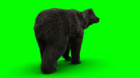 standing bear. Green screen realistic an... | Stock Video | Pond5