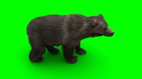 standing bear. Green screen realistic an... | Stock Video | Pond5