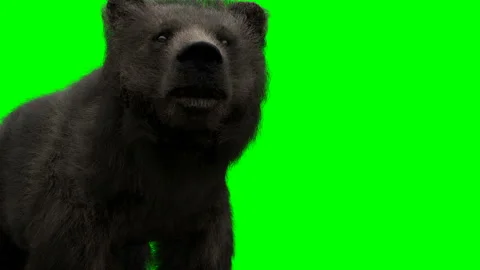standing bear. Green screen realistic an... | Stock Video | Pond5