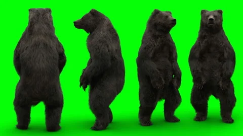 standing bear. Green screen realistic an... | Stock Video | Pond5