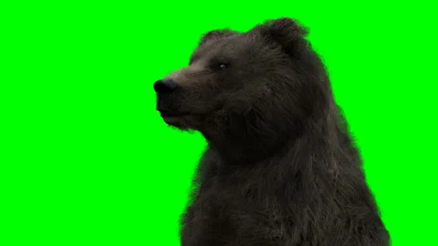 standing bear. Green screen realistic an... | Stock Video | Pond5