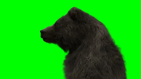 Bear Green Screen Stock Video Footage | Royalty Free Bear Green Screen ...