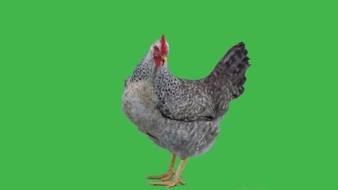 Chicken Green Screen Stock Footage ~ Royalty Free Stock Videos | Pond5