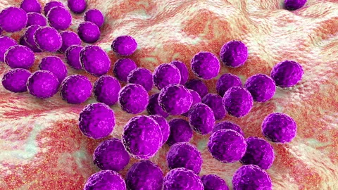 Staphylococcus bacteria, animation | Stock Video | Pond5