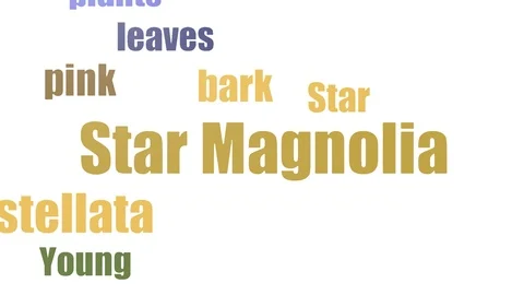 Star Magnolia Word Cloud Animated On Whi... | Stock Video | Pond5