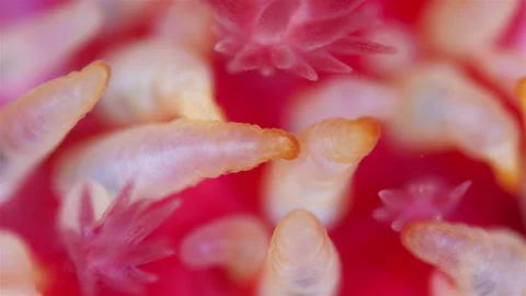 Starfish Crossaster papposus under micro... | Stock Video | Pond5