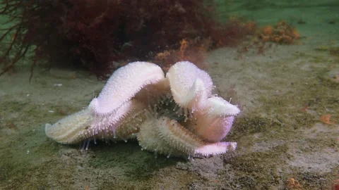 Sea Star Beach Stock Videos – Royalty-Free HD & 4K Videos | Page 3