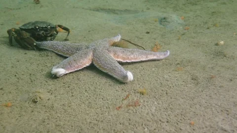 Sea Star Beach Stock Videos – Royalty-Free HD & 4K Videos | Page 3