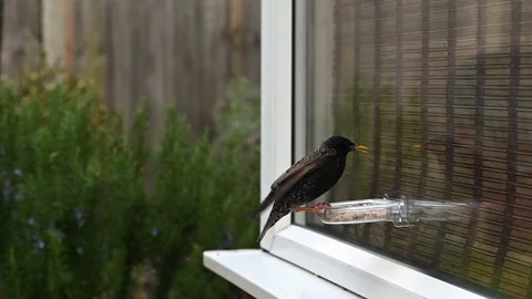 Starling Bird Stock Footage ~ Royalty Free Stock Videos | Pond5