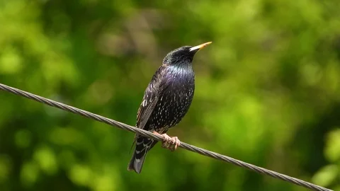 European Starling Sounds Stock Video Footage | Royalty Free European ...