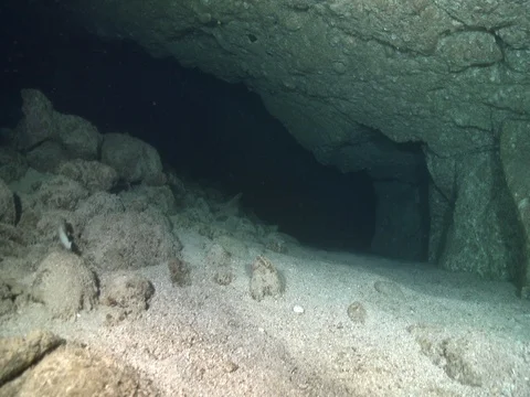 Starry grouper ambush predator waiting i... | Stock Video | Pond5