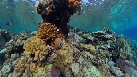 Starry puffer and Clown Tang in coral re... | Stock Video | Pond5