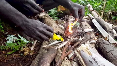 Lighting Rainforest Stock Videos – Royalty-Free HD & 4K Videos