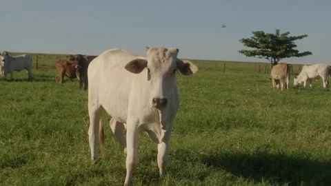 A Startled White Cow Runs Away in a Wide... | Stock Video | Pond5